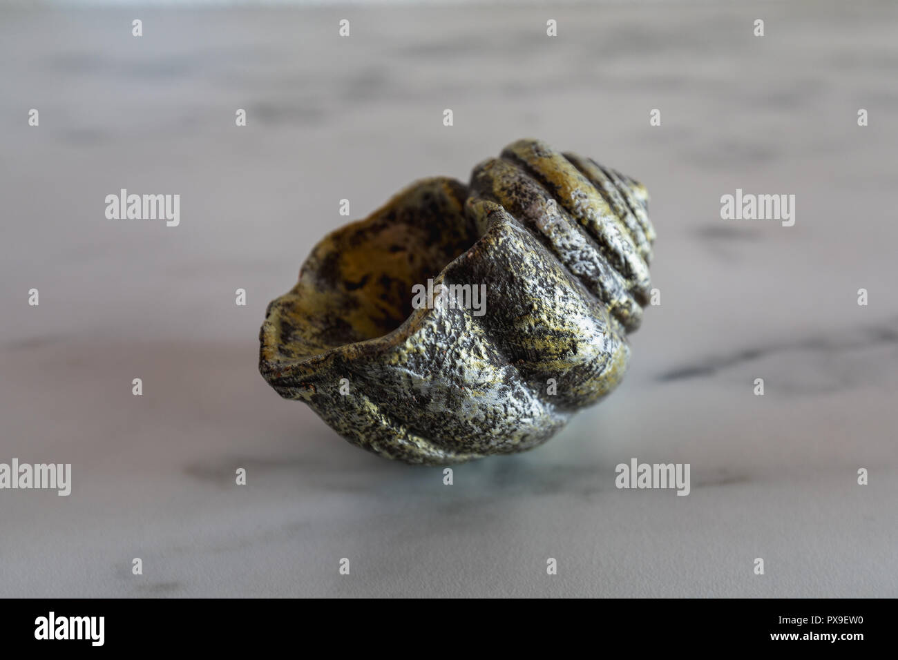 green empty spiral shell on a marble plate closeup Stock Photo - Alamy