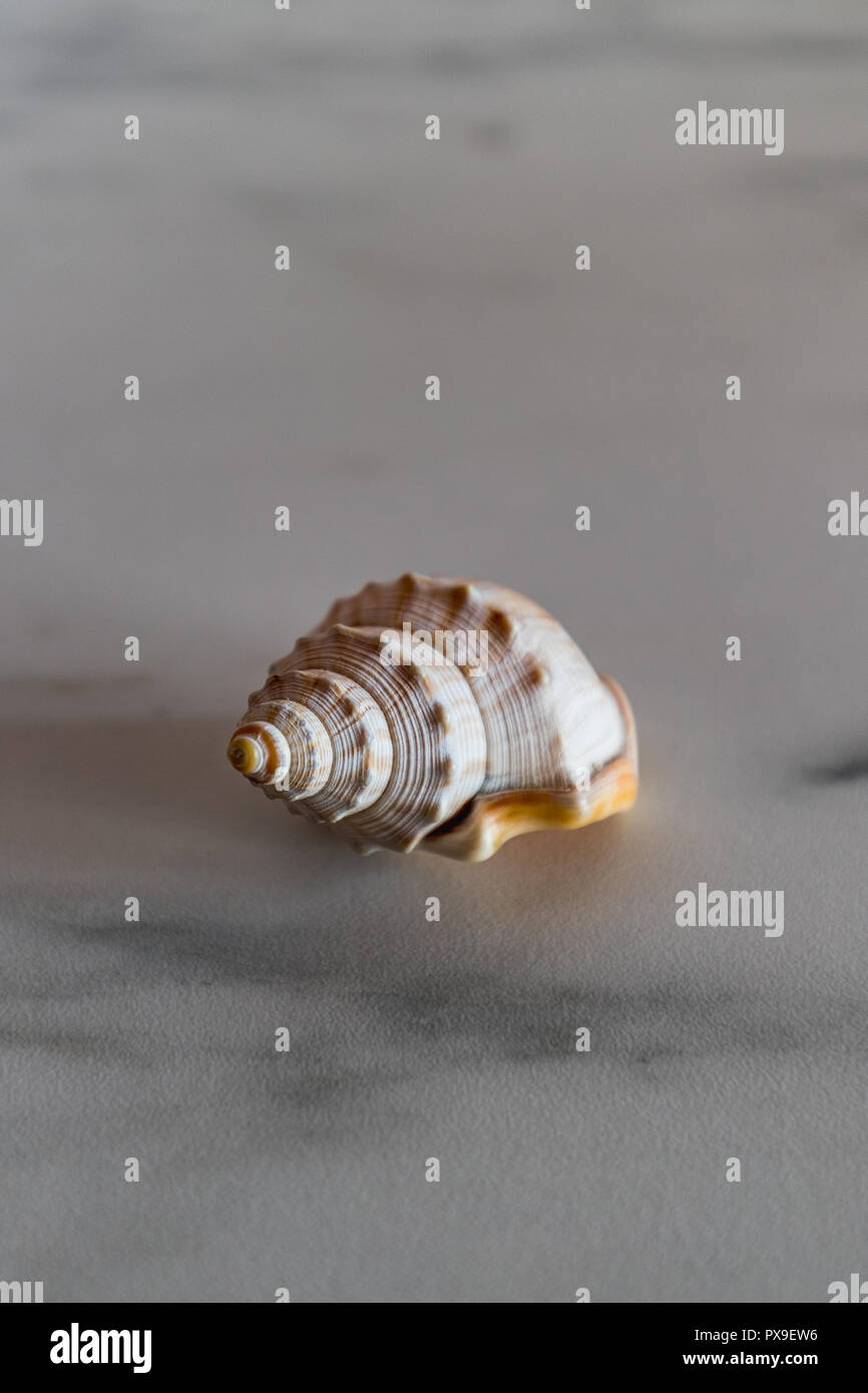 white empty spiral shell on a marble plate closeup Stock Photo - Alamy