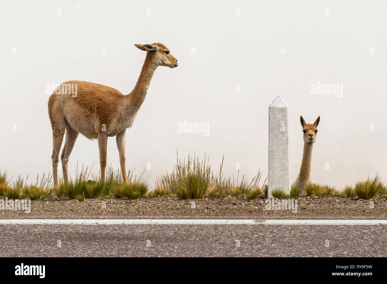 Vicuna peru hi-res stock photography and images - Alamy