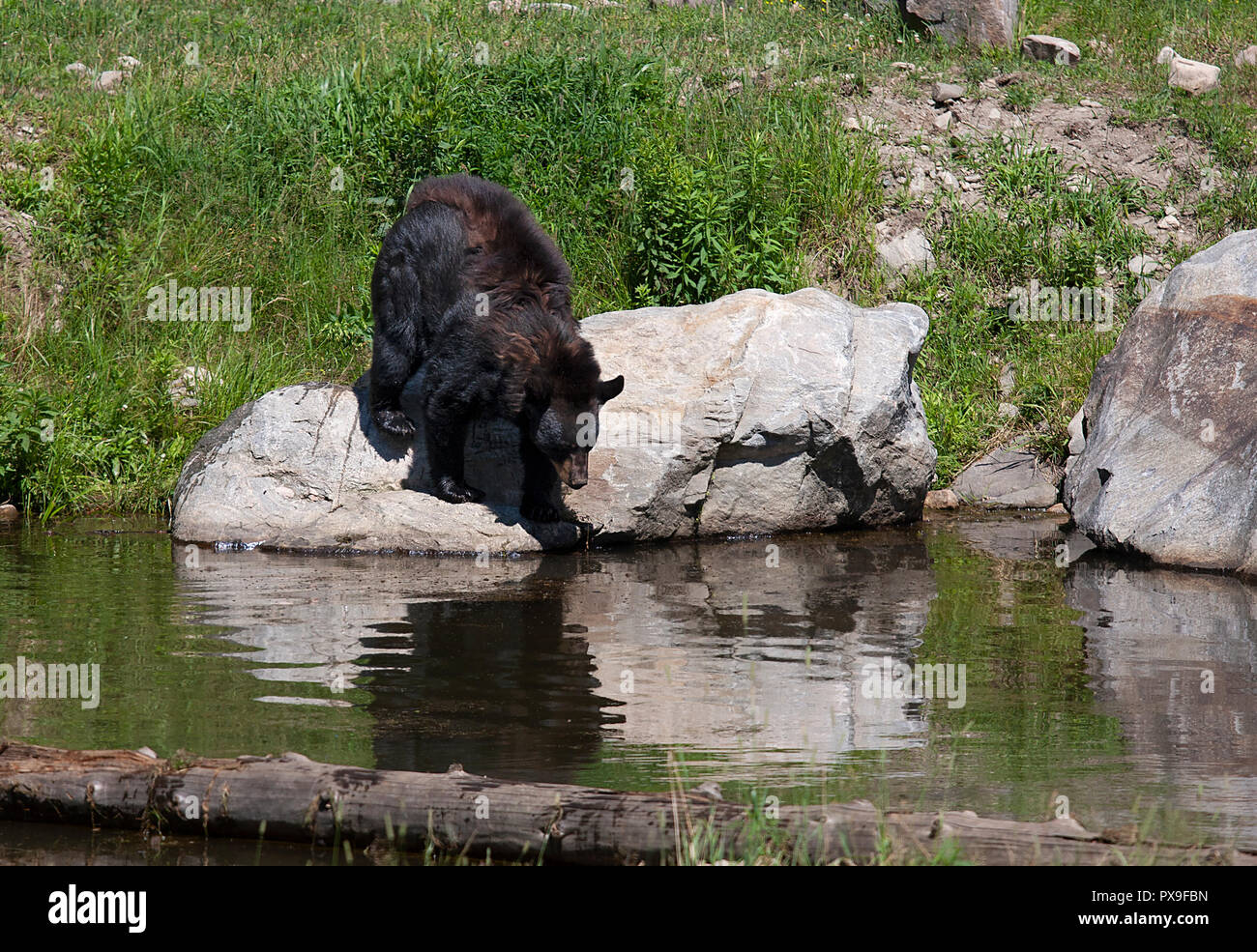 Black bear (Ursus americanus) entering a small pond in the meadow in ...