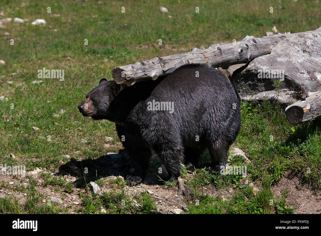 Bear scratching on tree hi-res stock photography and images - Alamy