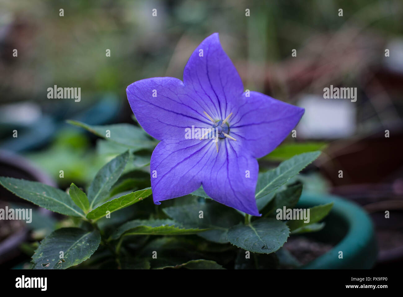 Single close up violet flower of ballonn bellflower, latin name ...
