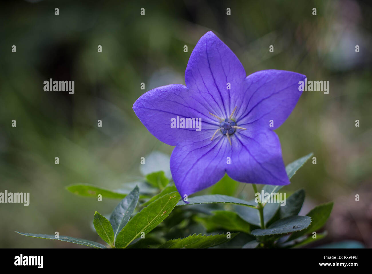 Single close up violet flower of ballonn bellflower, latin name ...