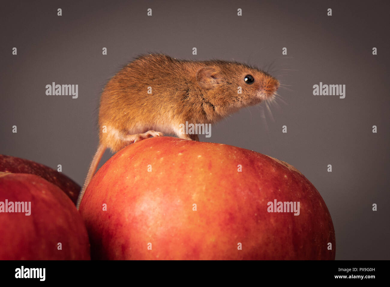 Closeup of mouse hi-res stock photography and images - Alamy