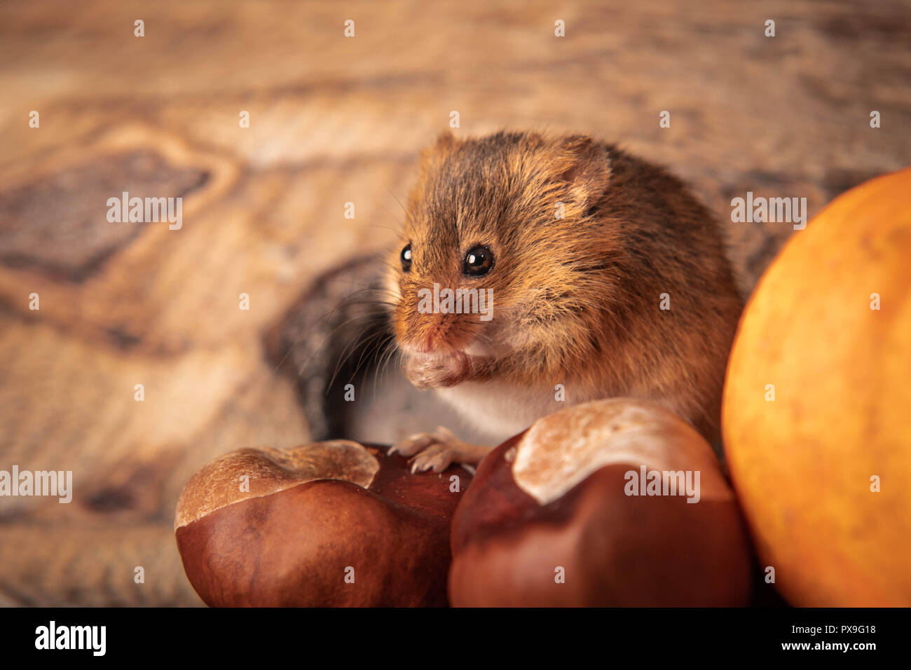 Closeup of mouse hi-res stock photography and images - Alamy