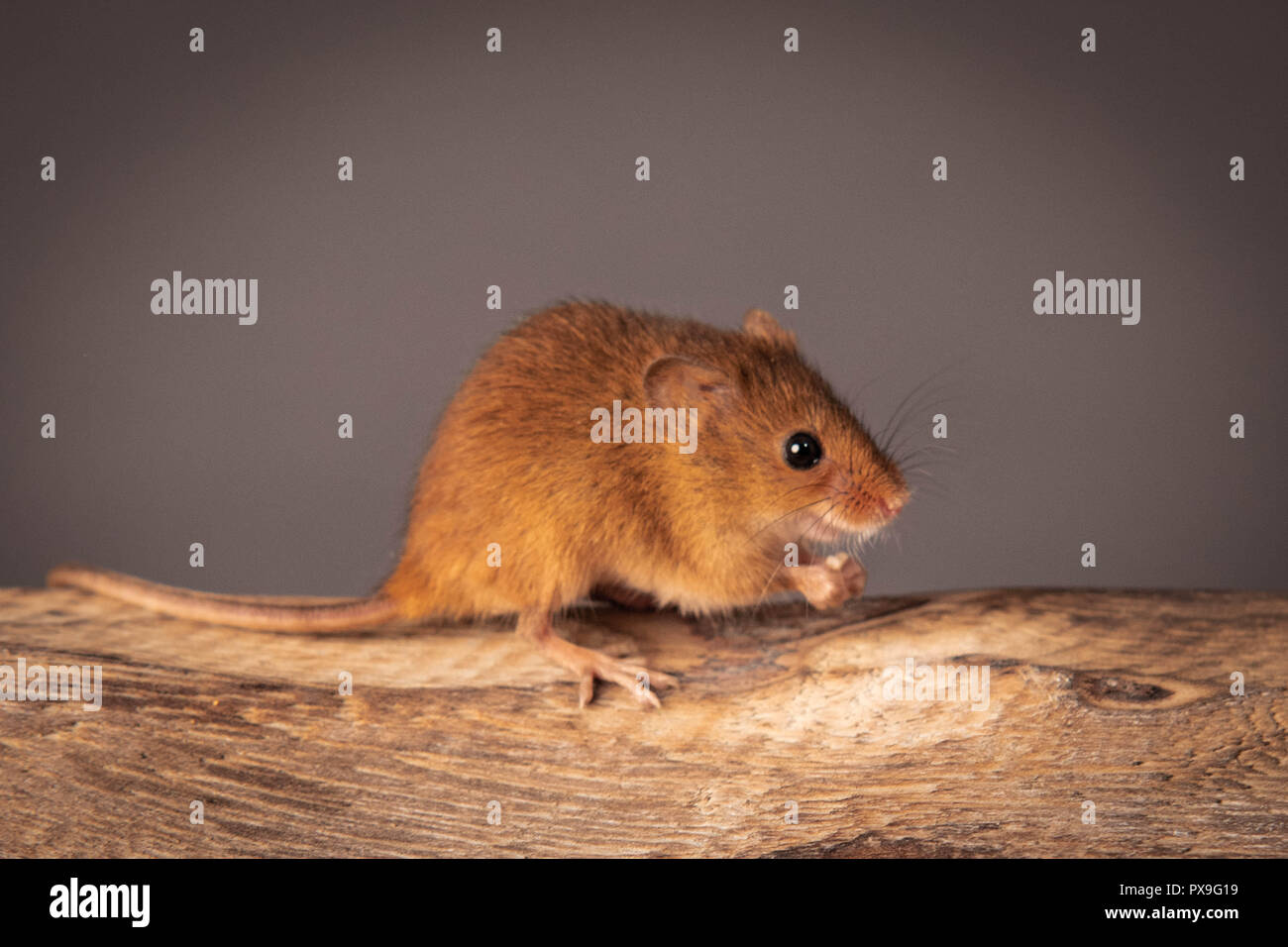 Field mouse hi-res stock photography and images - Alamy