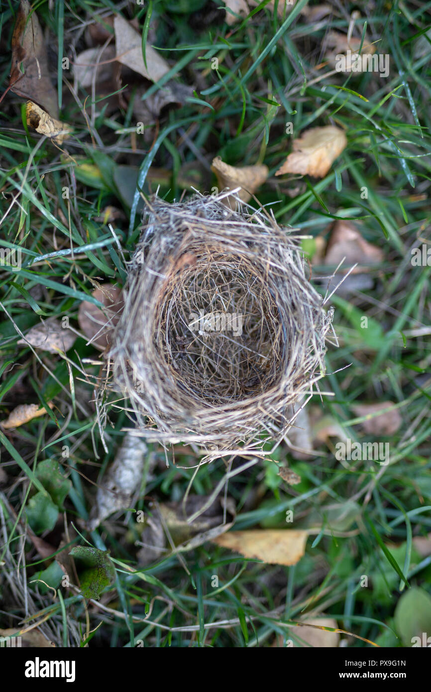 A wild bird's nest laid out on the grass. Nesting place for wild birds ...
