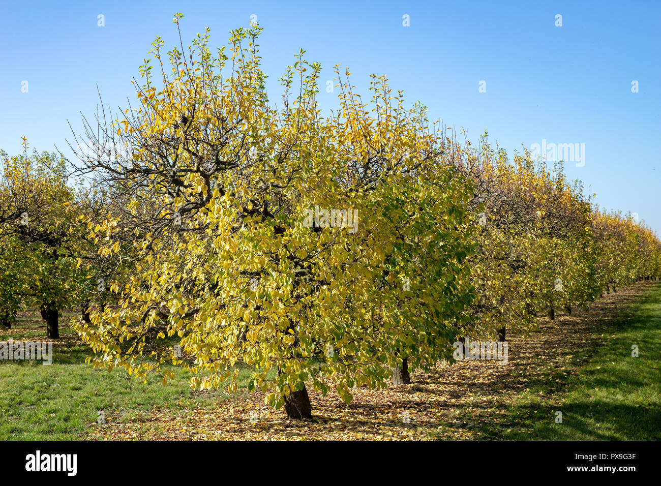 Fruit trees in the orchard. Falling leaves in a tree farm. Season of ...