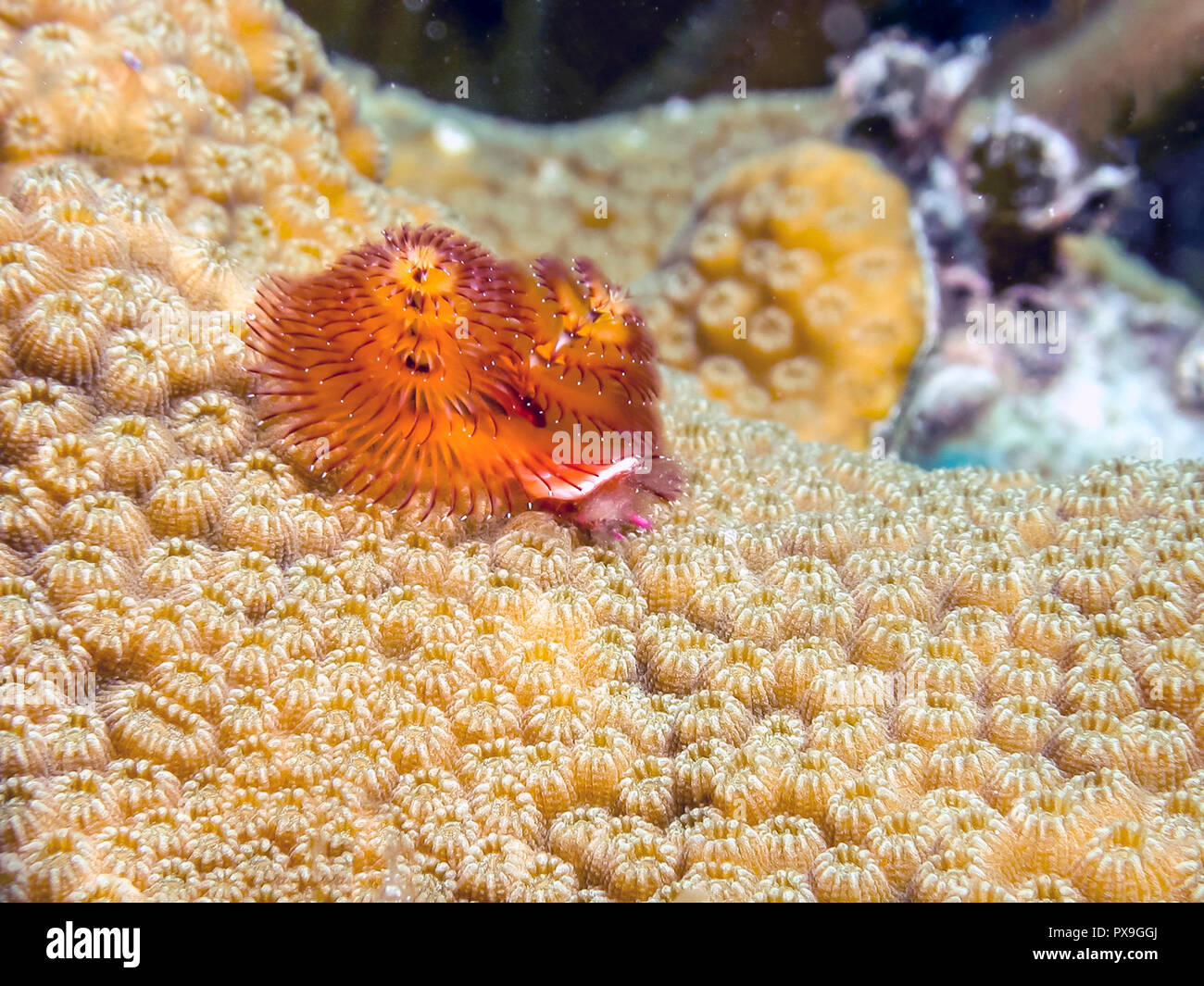 Serpulidae coral hi-res stock photography and images - Alamy