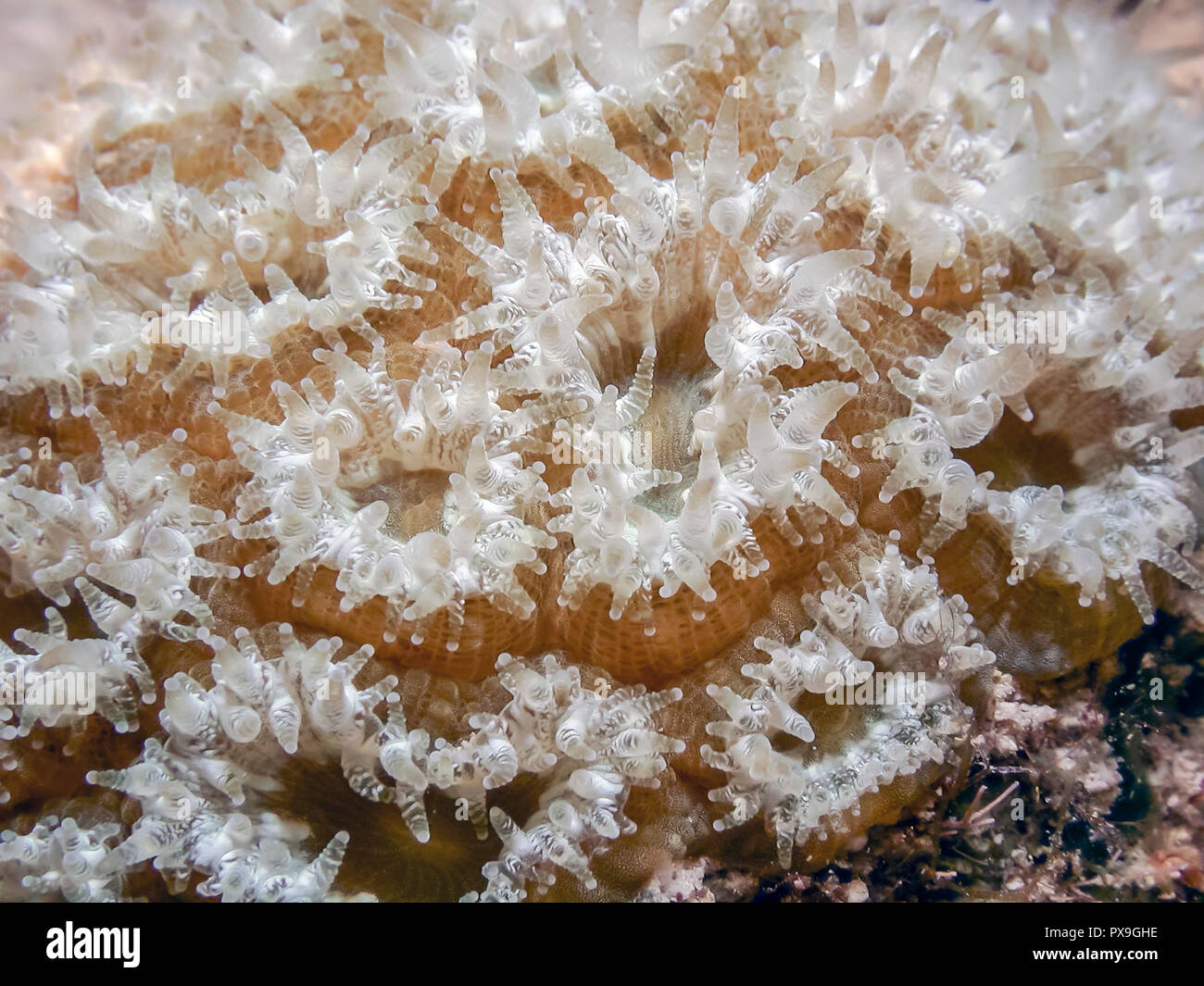 Montastraea hi-res stock photography and images - Alamy