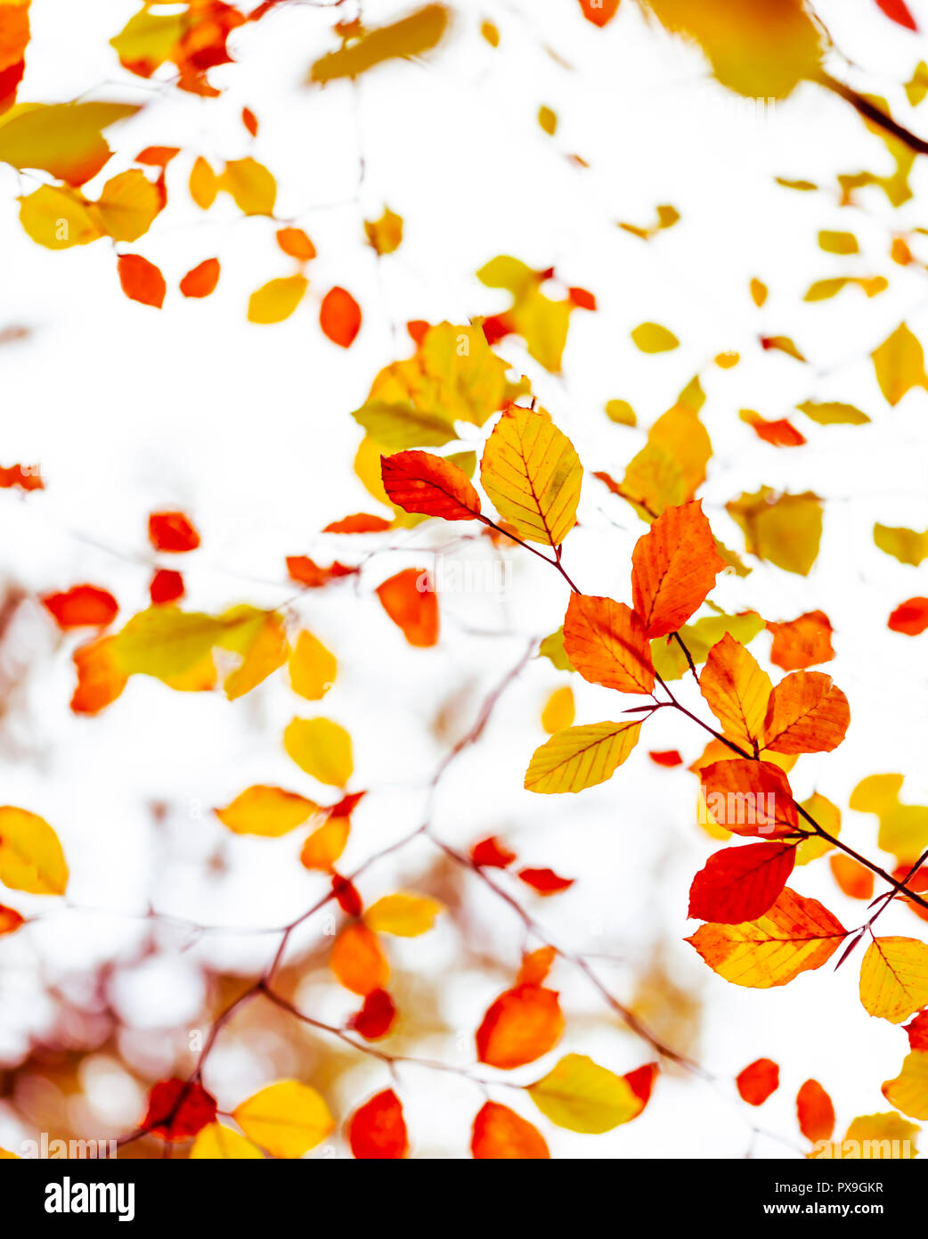 Beautiful Autumn, Fall, orange, yellow and green October leaves, with ...
