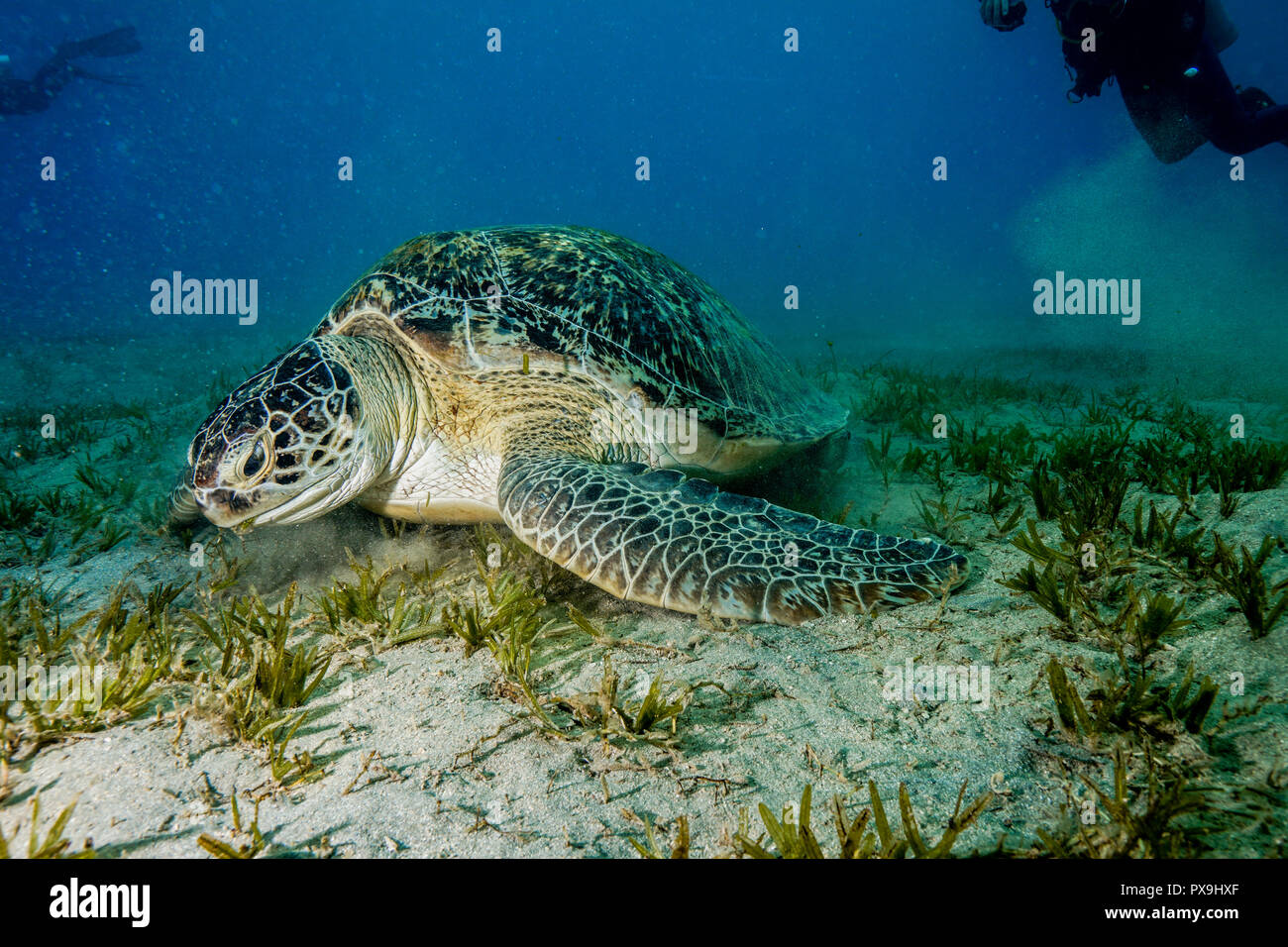 Sea Turtle at the Red Sea Egypt Stock Photo - Alamy