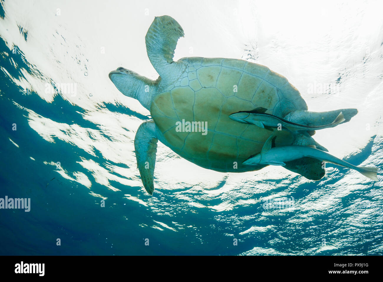 Sea Turtle at the Red Sea Egypt Stock Photo - Alamy