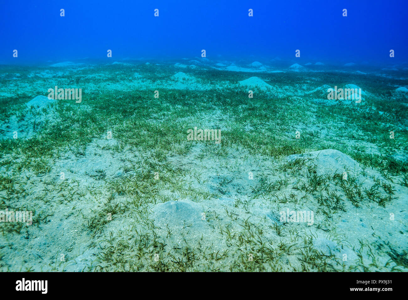Sea grass landscape view at the Red Sea Stock Photo - Alamy