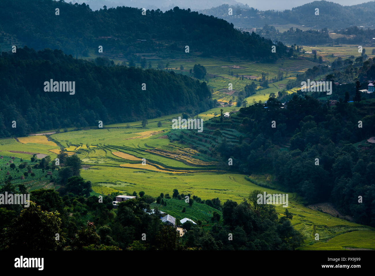Nepal rice paddy field and village hill Stock Photo - Alamy