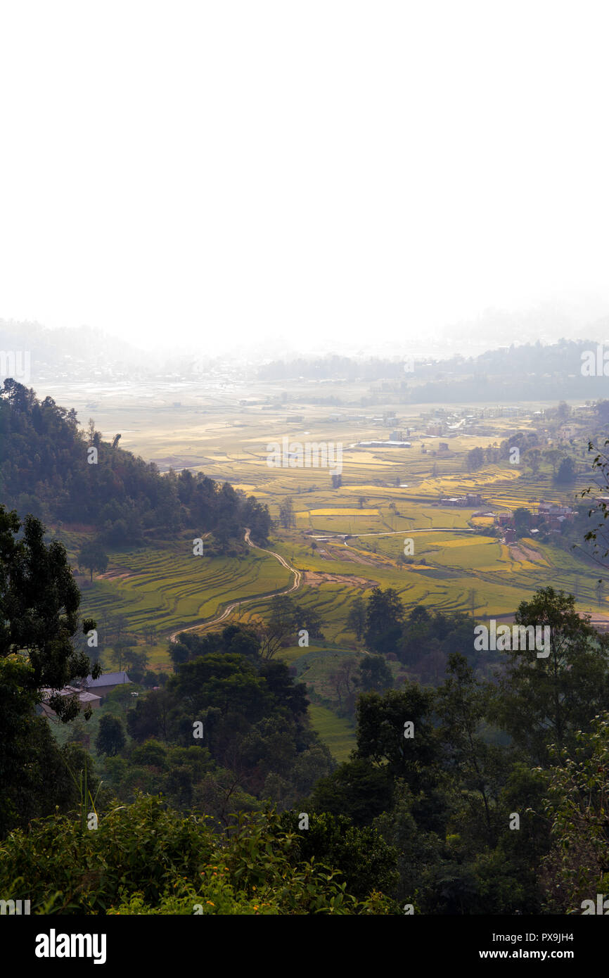 Nepal rice paddy field Stock Photo - Alamy