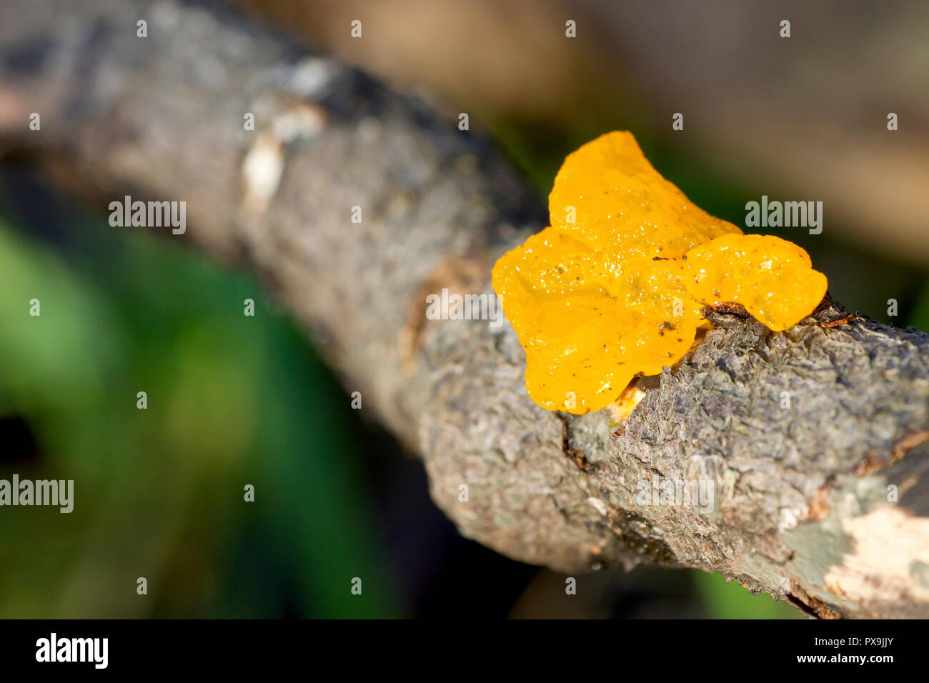 Yellow Brain Fungus (tremella mesenterica), close up of the fruiting ...