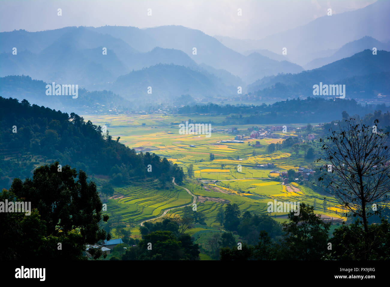 Nepal rice paddy field Stock Photo - Alamy