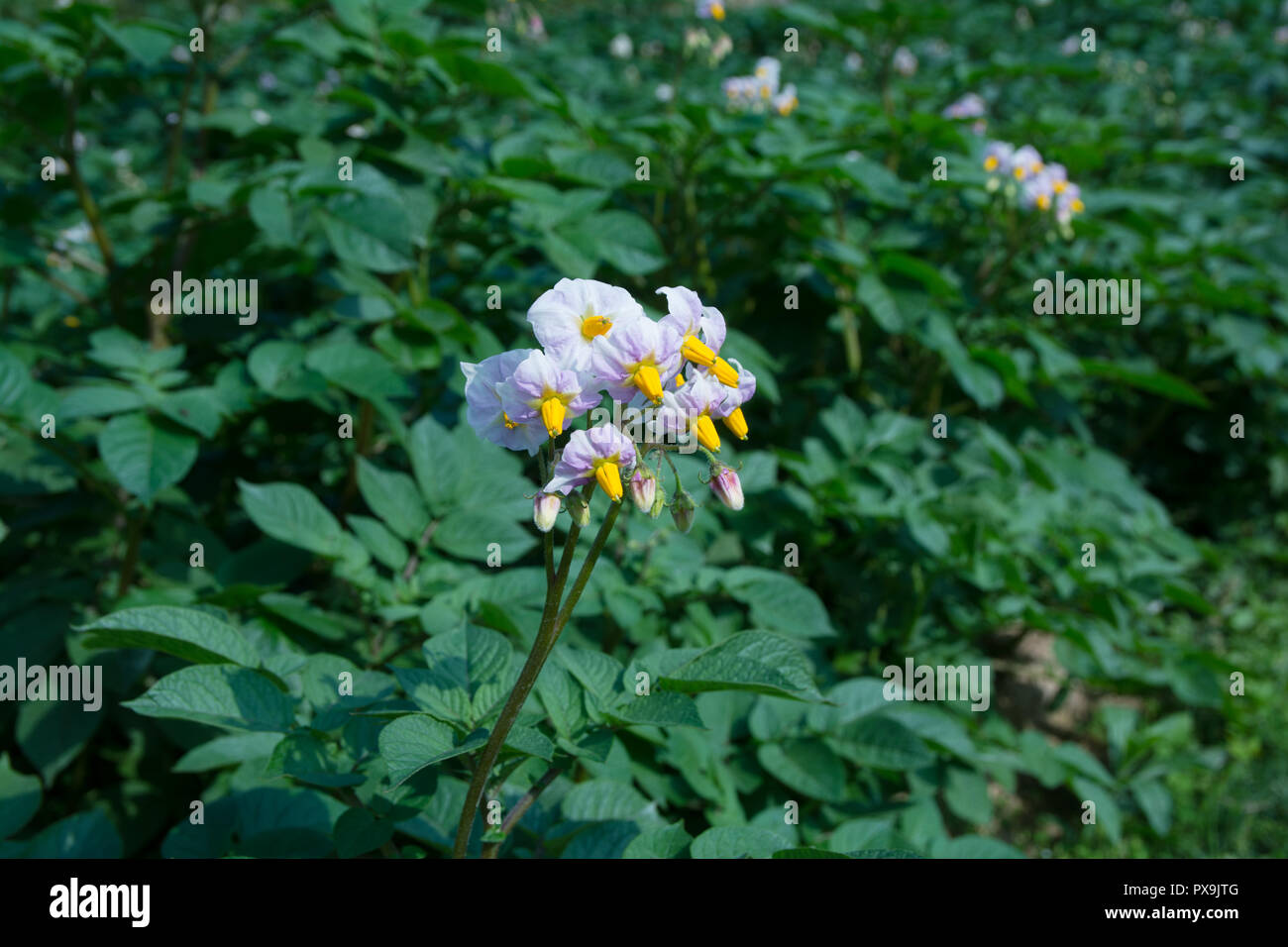 Potato flower closeup Stock Photo - Alamy