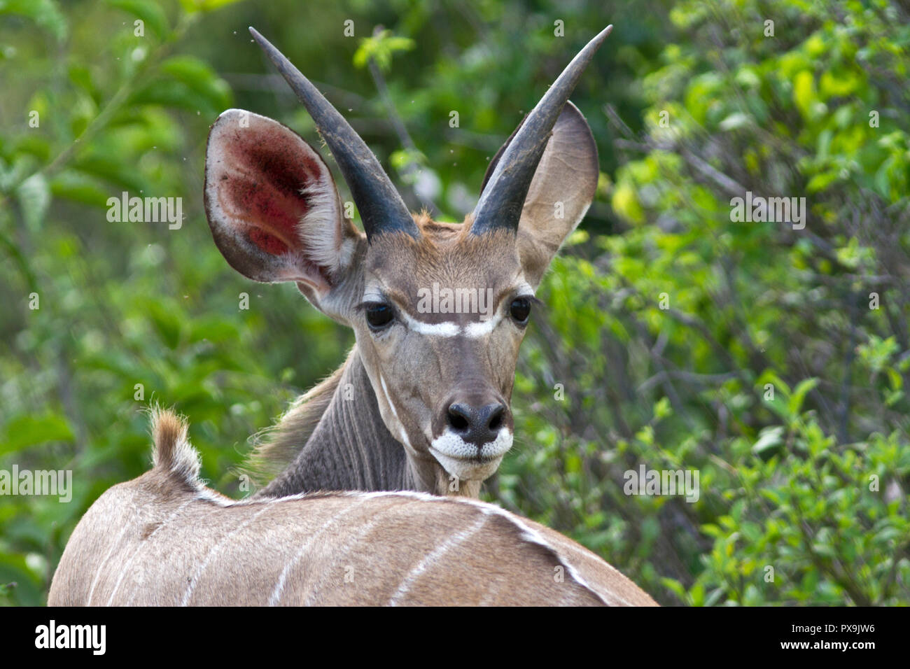 A young Greater Kudu Bull looks over its shoulder back towards the ...