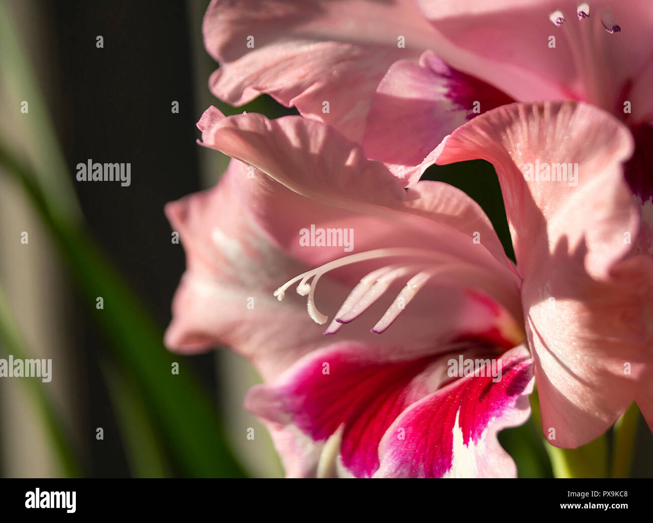 Flower gladiolus rose colour grows in garden on dark background Stock ...