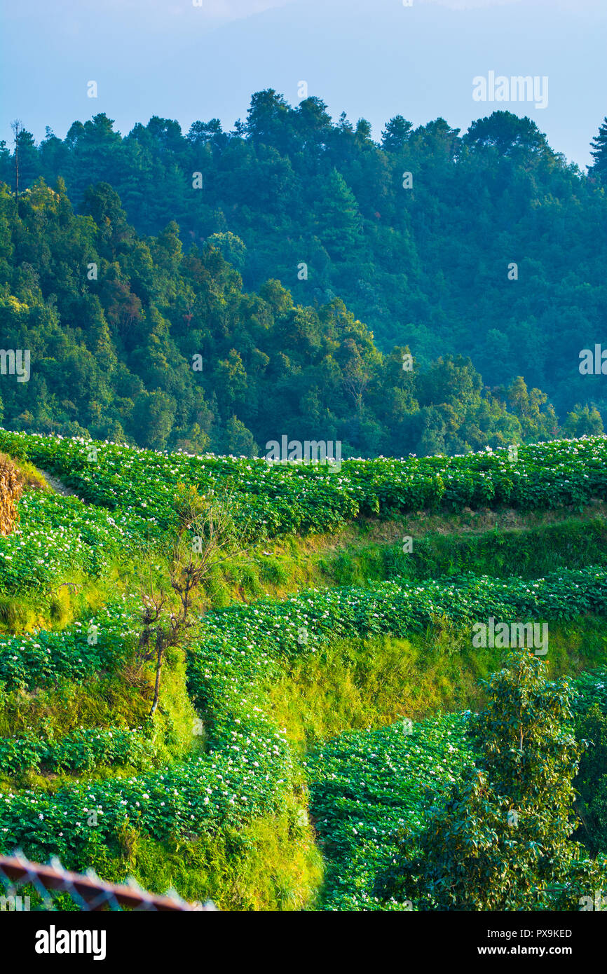 Potato plant farm hi-res stock photography and images - Alamy