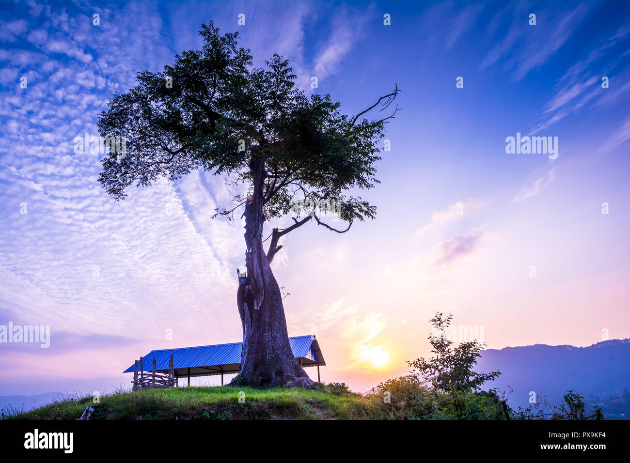 Shade tree and sunset Stock Photo - Alamy