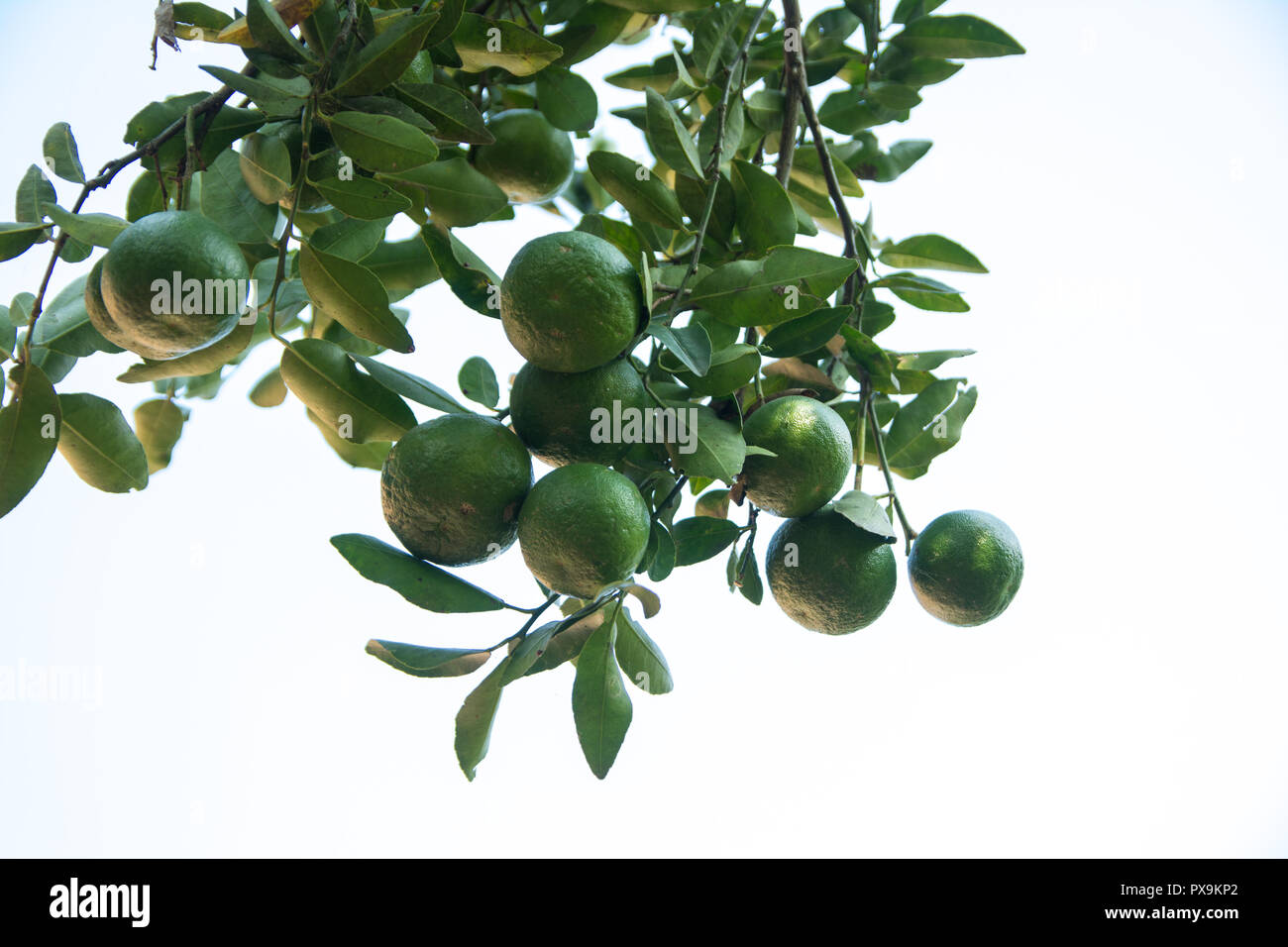 Green Orange Tree Branch Stock Photo - Alamy