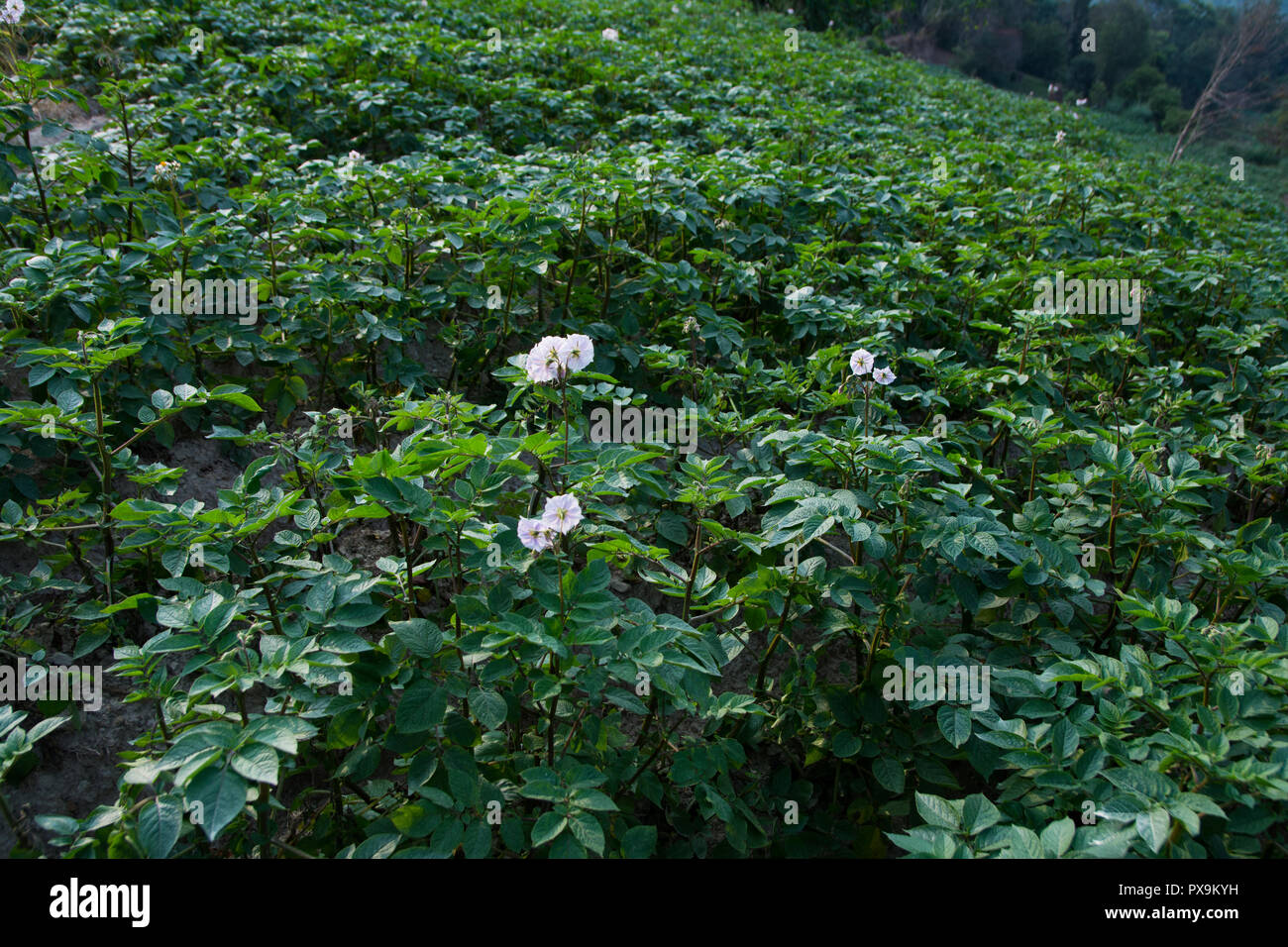 Potato Farm Field Stock Photo - Alamy