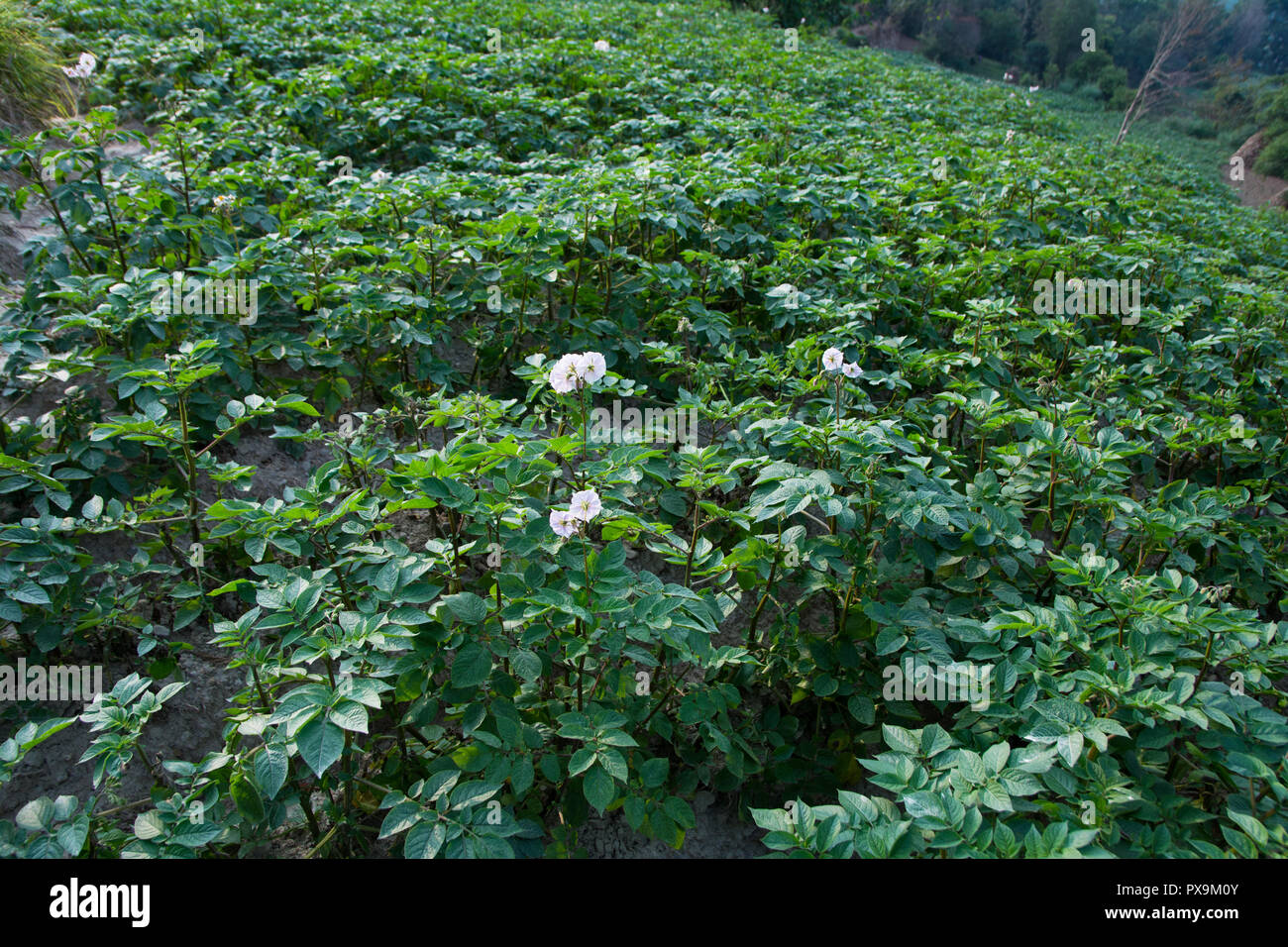 Potato Farm Field Stock Photo - Alamy