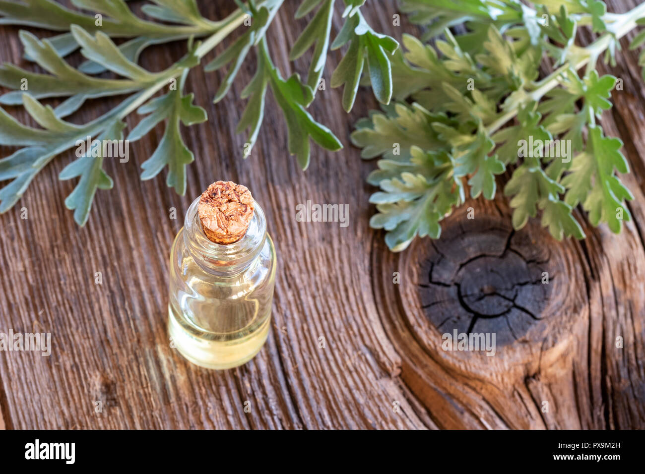 A bottle of wormwood essential oil with fresh Artemisia Absinthium ...