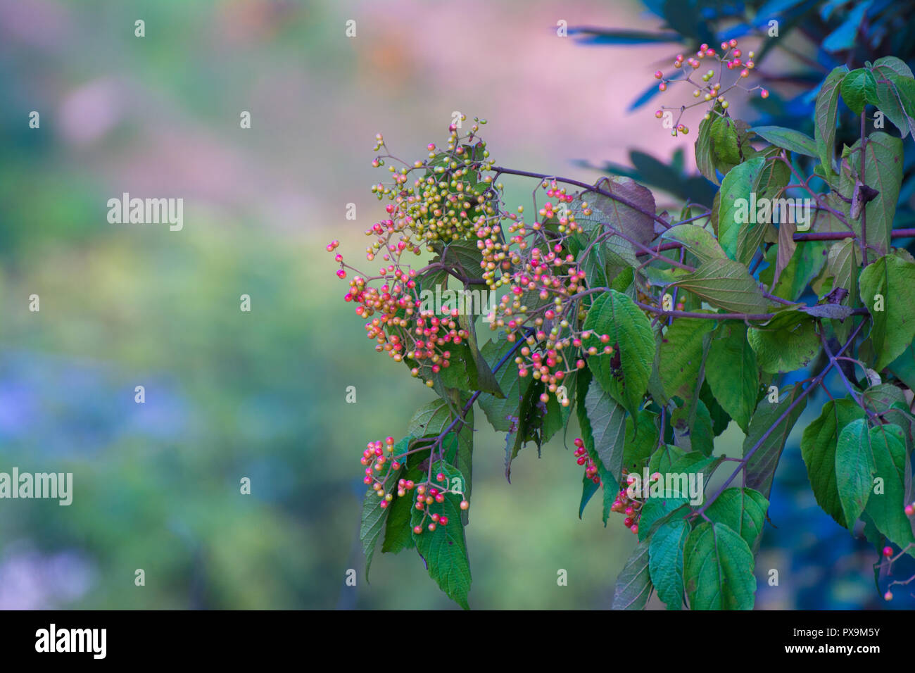 Wild red fruit Stock Photo - Alamy