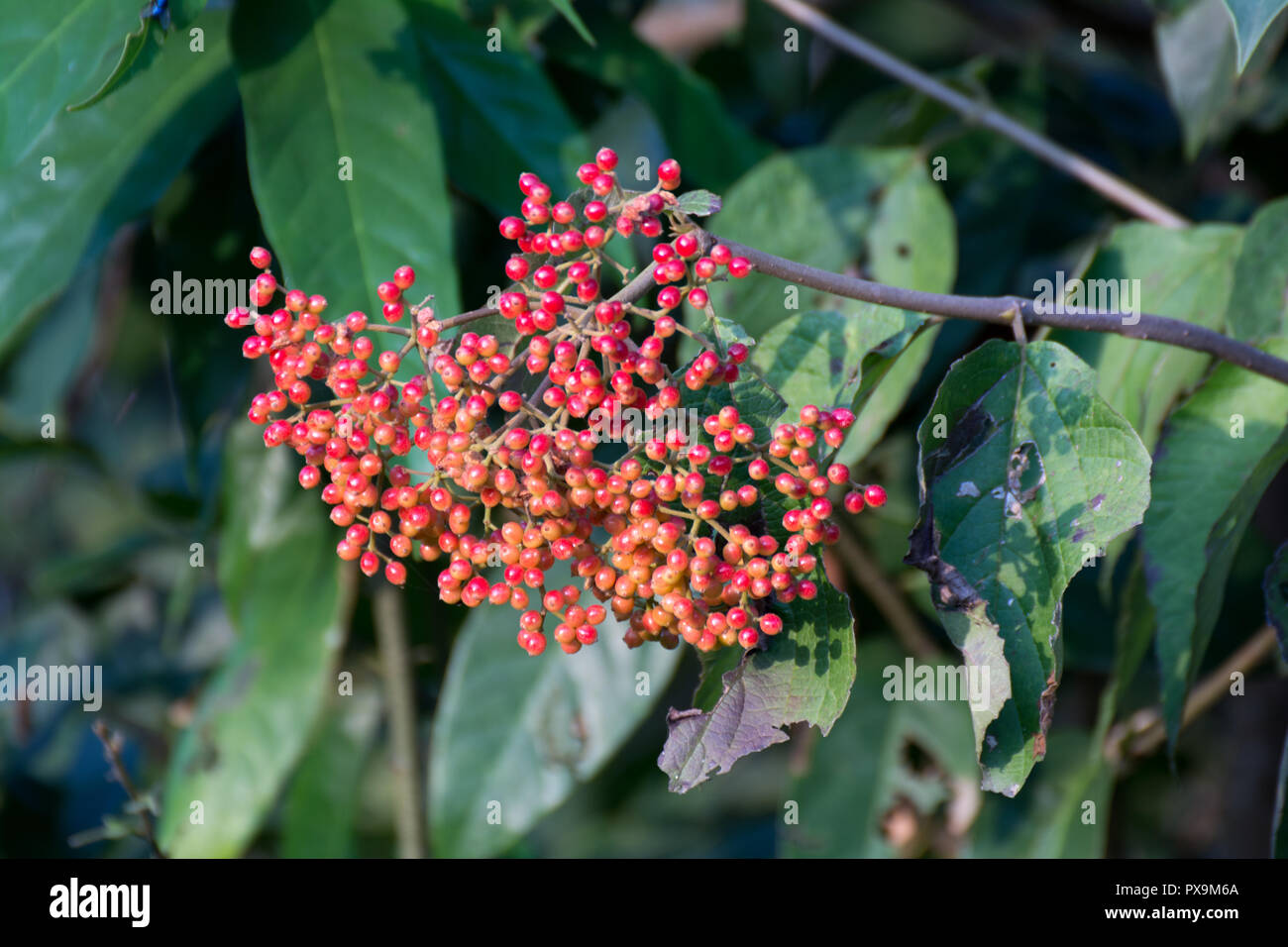 Wild red fruit Stock Photo - Alamy