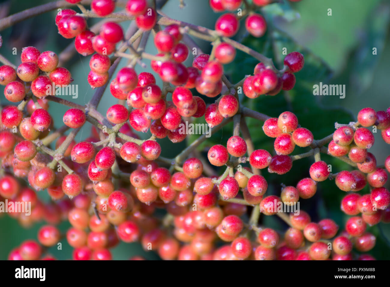 Red wild fruits hi-res stock photography and images - Alamy