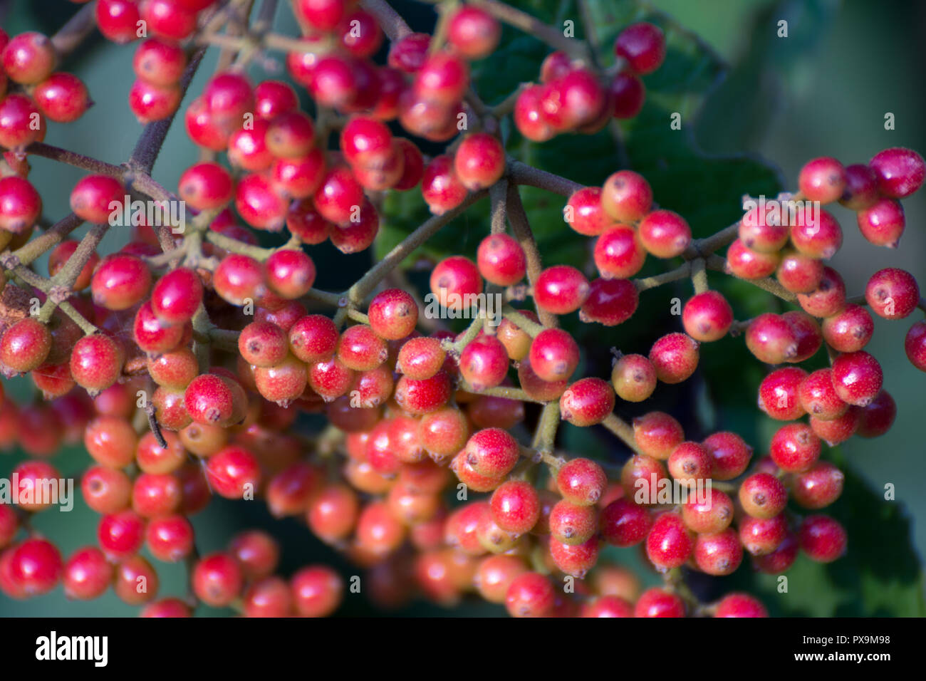 Wild red fruit Stock Photo - Alamy