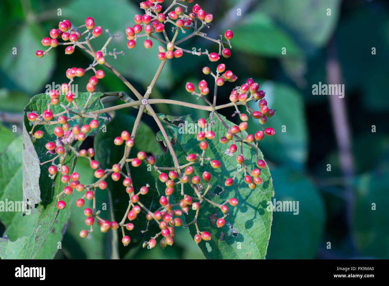 Wild red fruit Stock Photo - Alamy