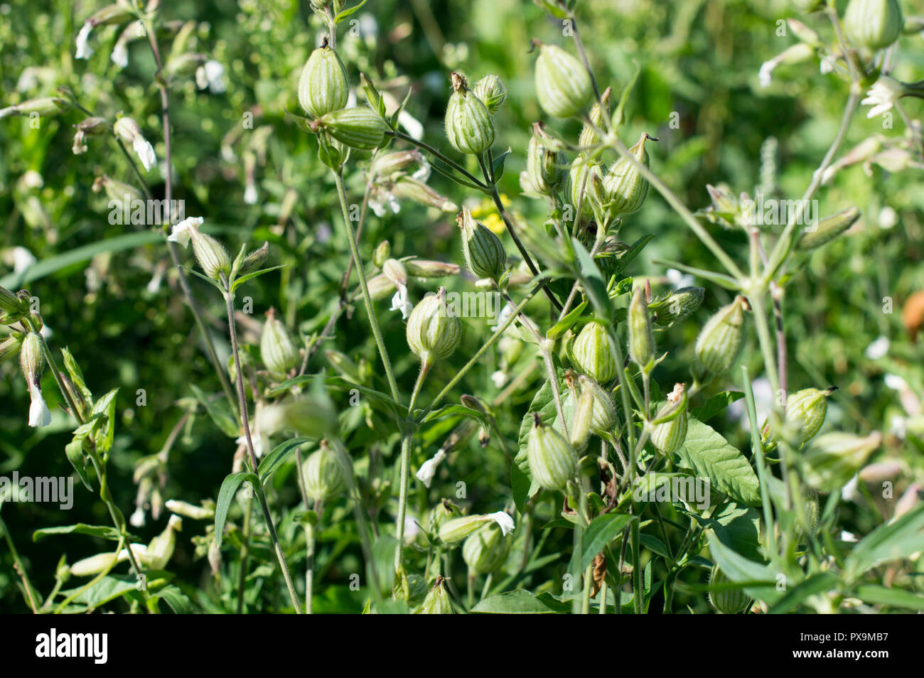 Convolvulus convolvulaceae hi-res stock photography and images - Alamy