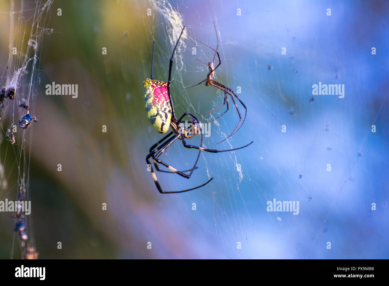 Big spiders hi-res stock photography and images - Alamy