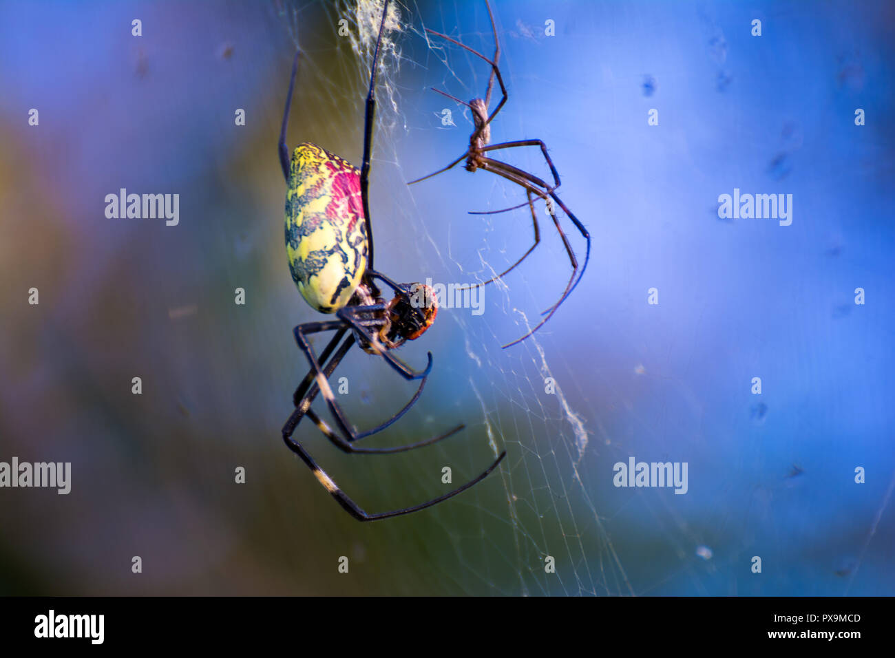 Big spiders hi-res stock photography and images - Alamy