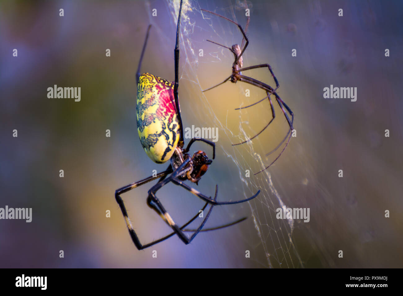 Cute spiders hi-res stock photography and images - Alamy