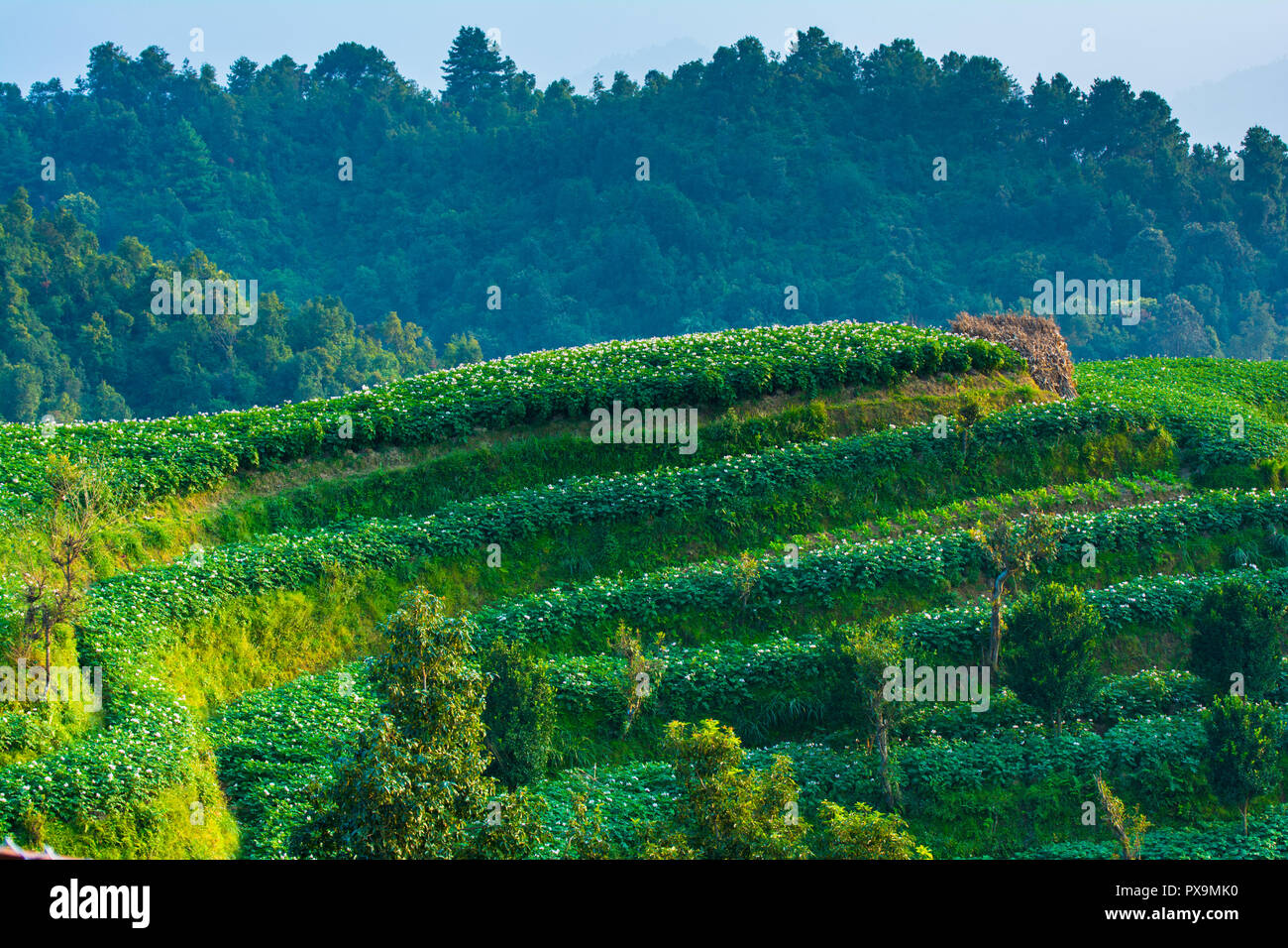 Potato Farm Field Stock Photo - Alamy
