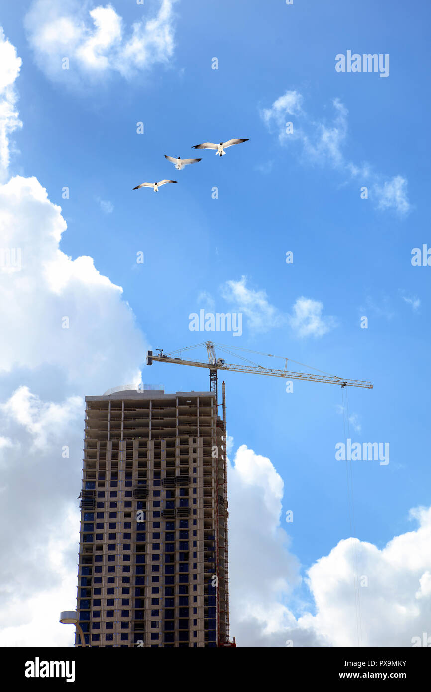Cityscape city birds animal metropolitan urban birds hi-res stock ...
