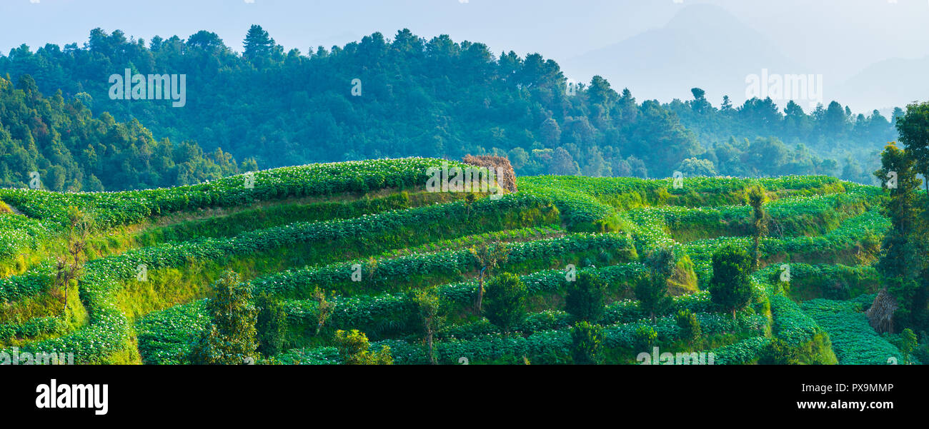 Potato Farm Field Panorama Stock Photo - Alamy
