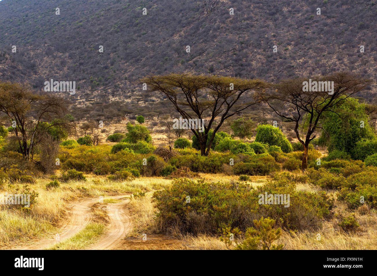 Typical african savanah at Samburu Game Reserve, Kenya Stock Photo - Alamy
