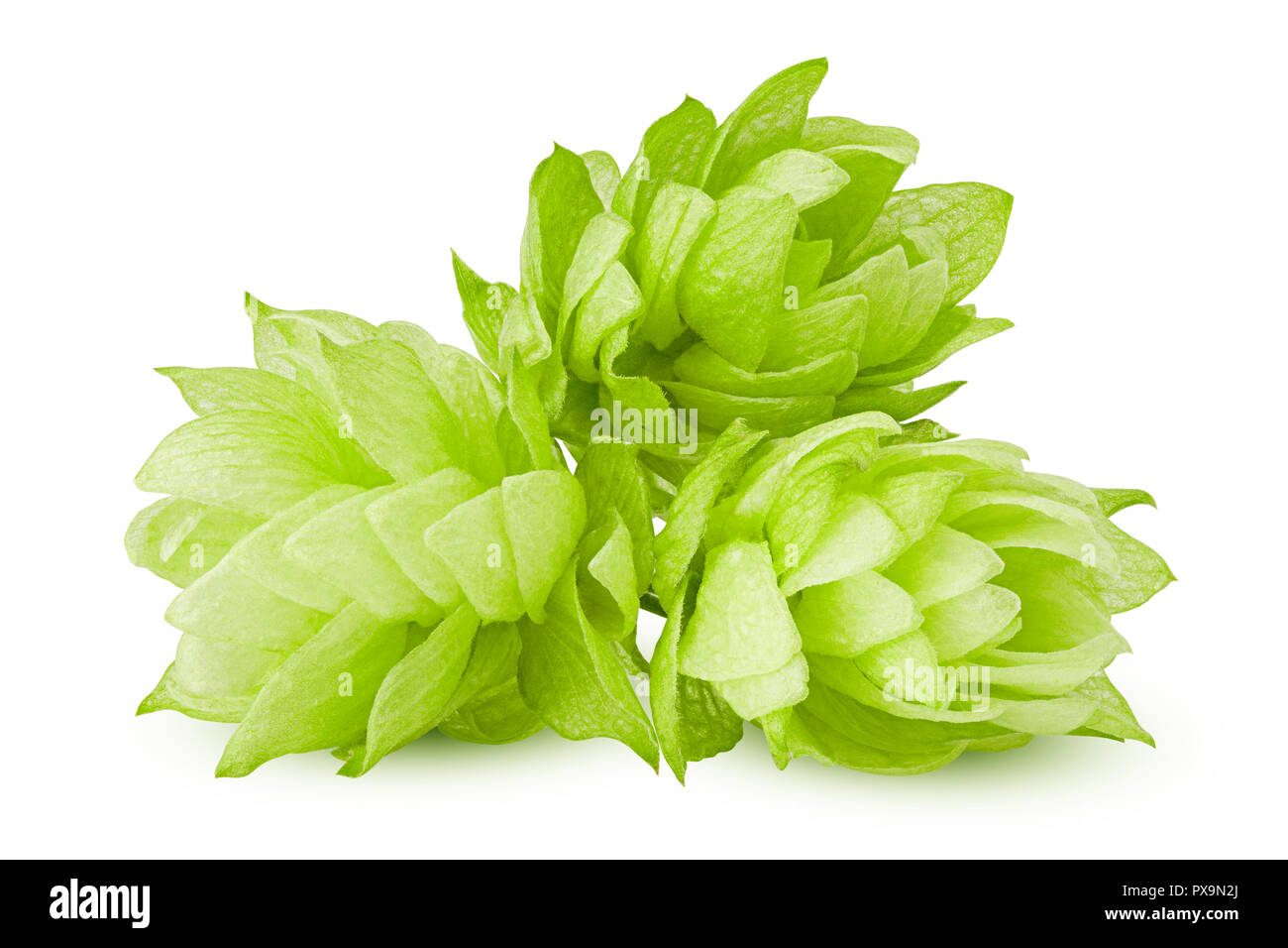 green hop, isolated on white background, clipping path, full depth of ...