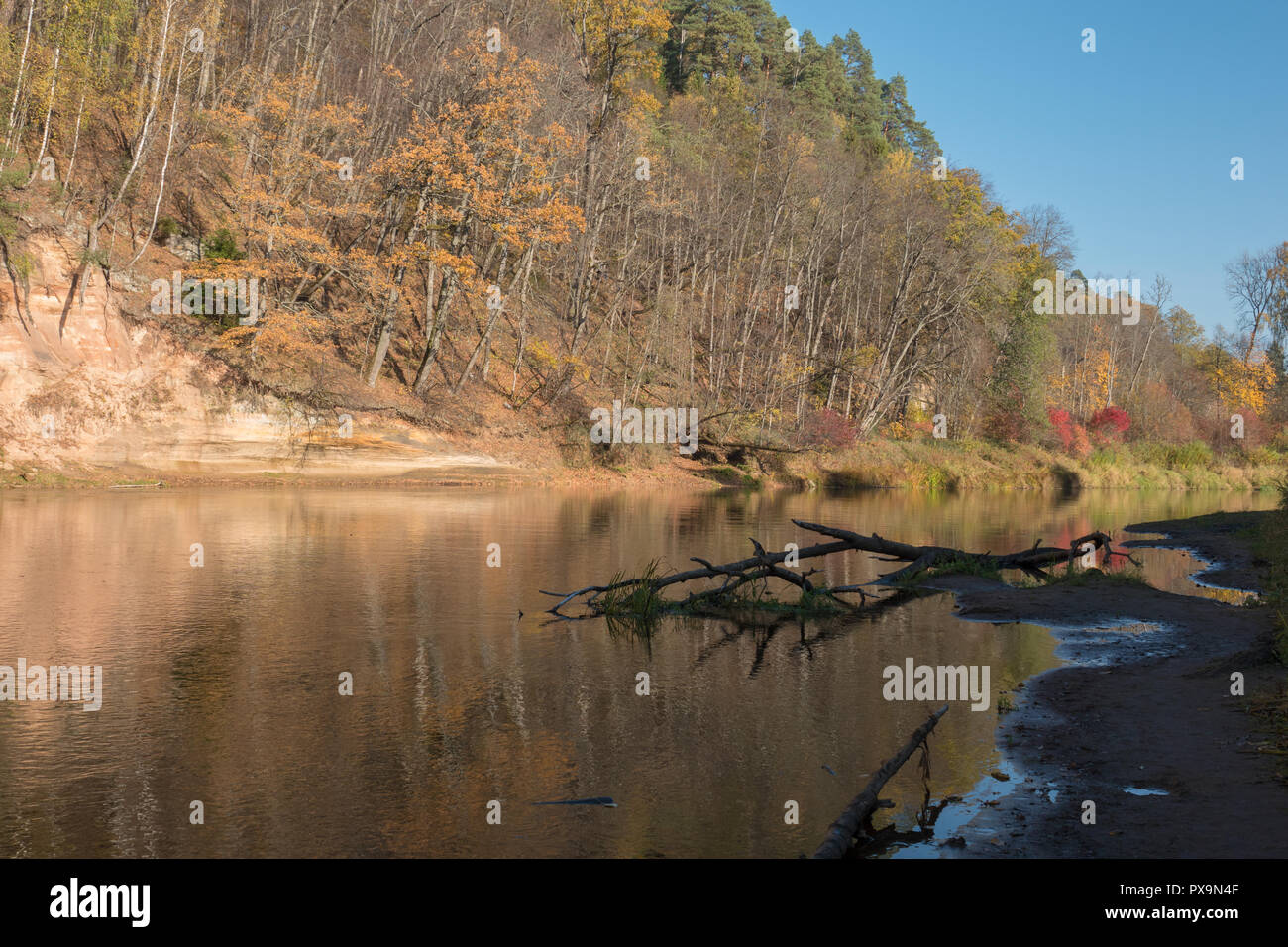 Forest bank hi-res stock photography and images - Alamy