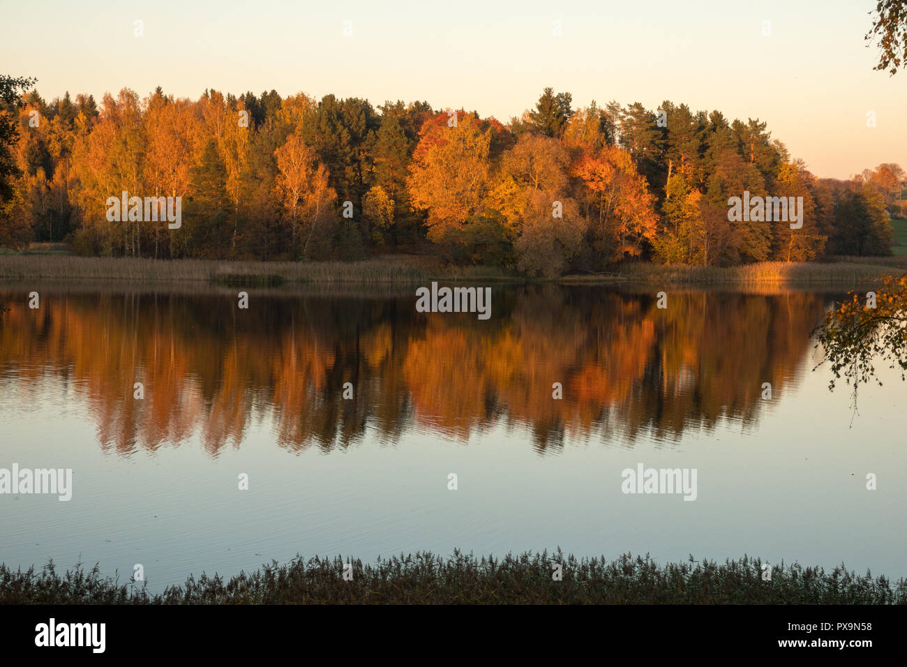 Red and orange fall trees and their lake reflection hi-res stock ...