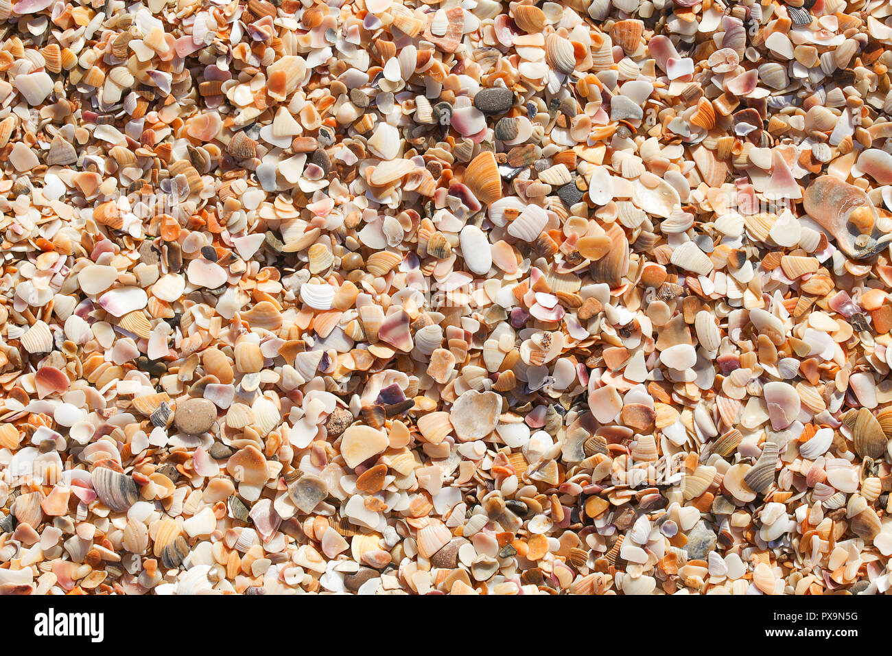 seashell texture, beach background, summer tourist concept Stock Photo ...