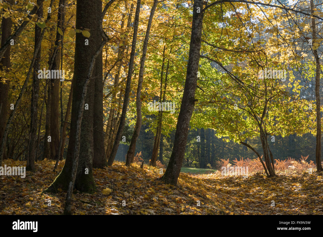 Yellow leaf edge hi-res stock photography and images - Alamy
