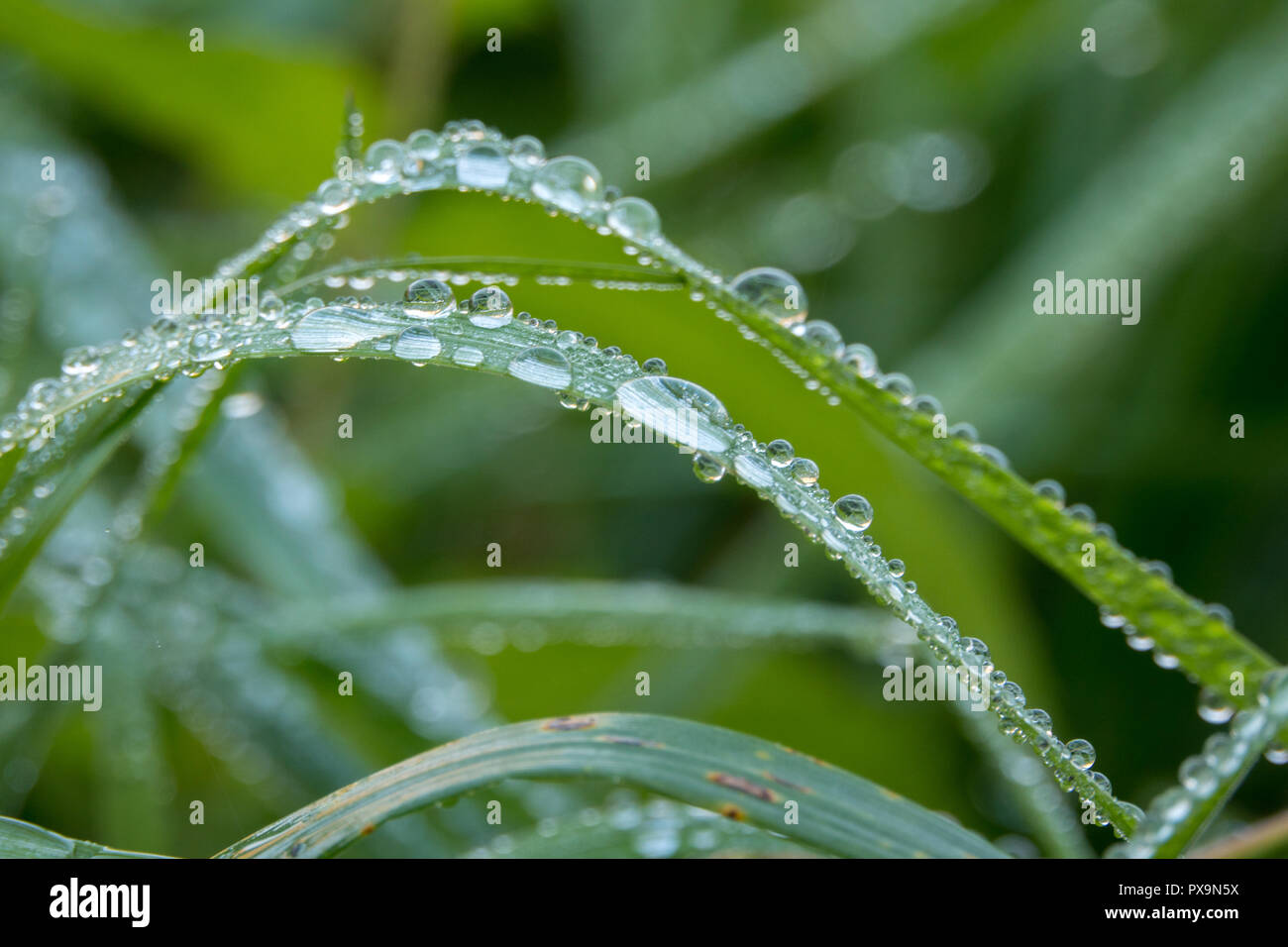 Water on leaf hi-res stock photography and images - Alamy